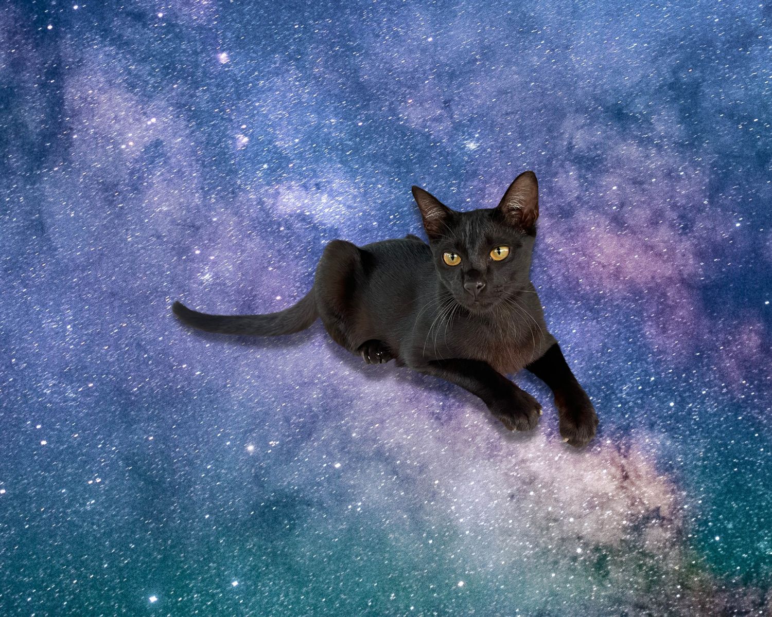 Spirituele betekenis zwarte kat: macht & meer - VolleMaanKalender.nl Spirituele betekenis zwarte kat: macht & meer - VolleMaanKalender.nl
