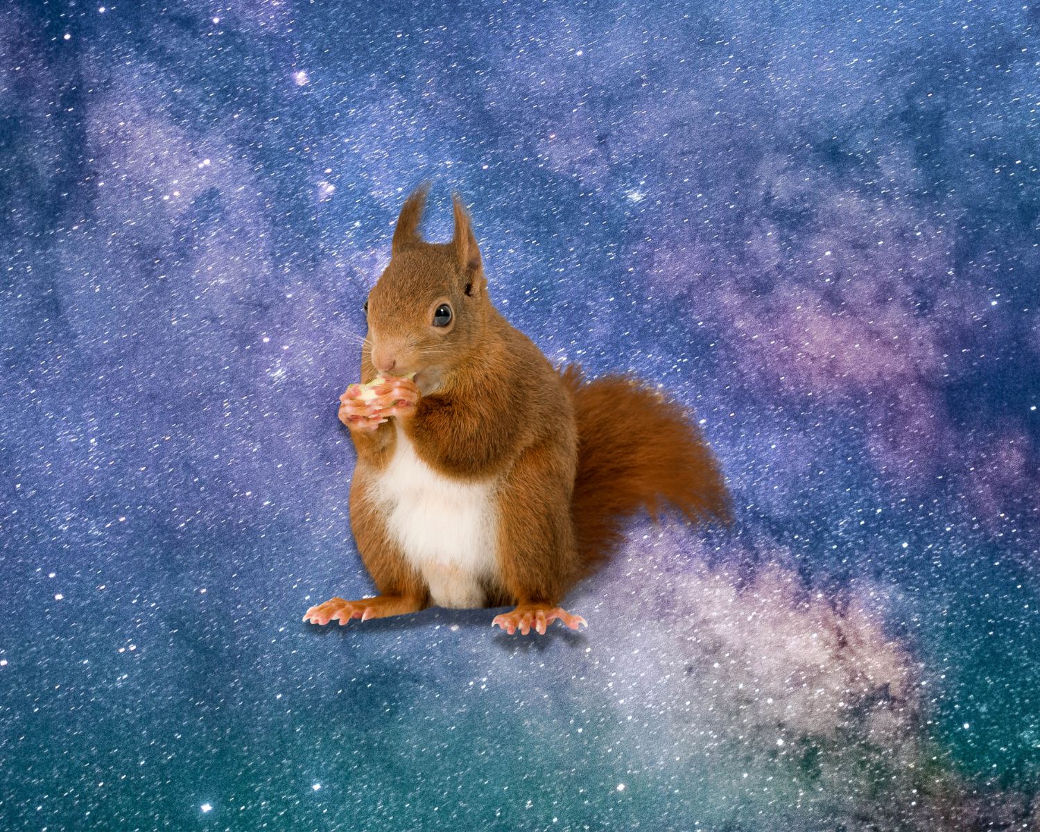 Spirituele betekenis eekhoorn: heb geduld en houd focus ...