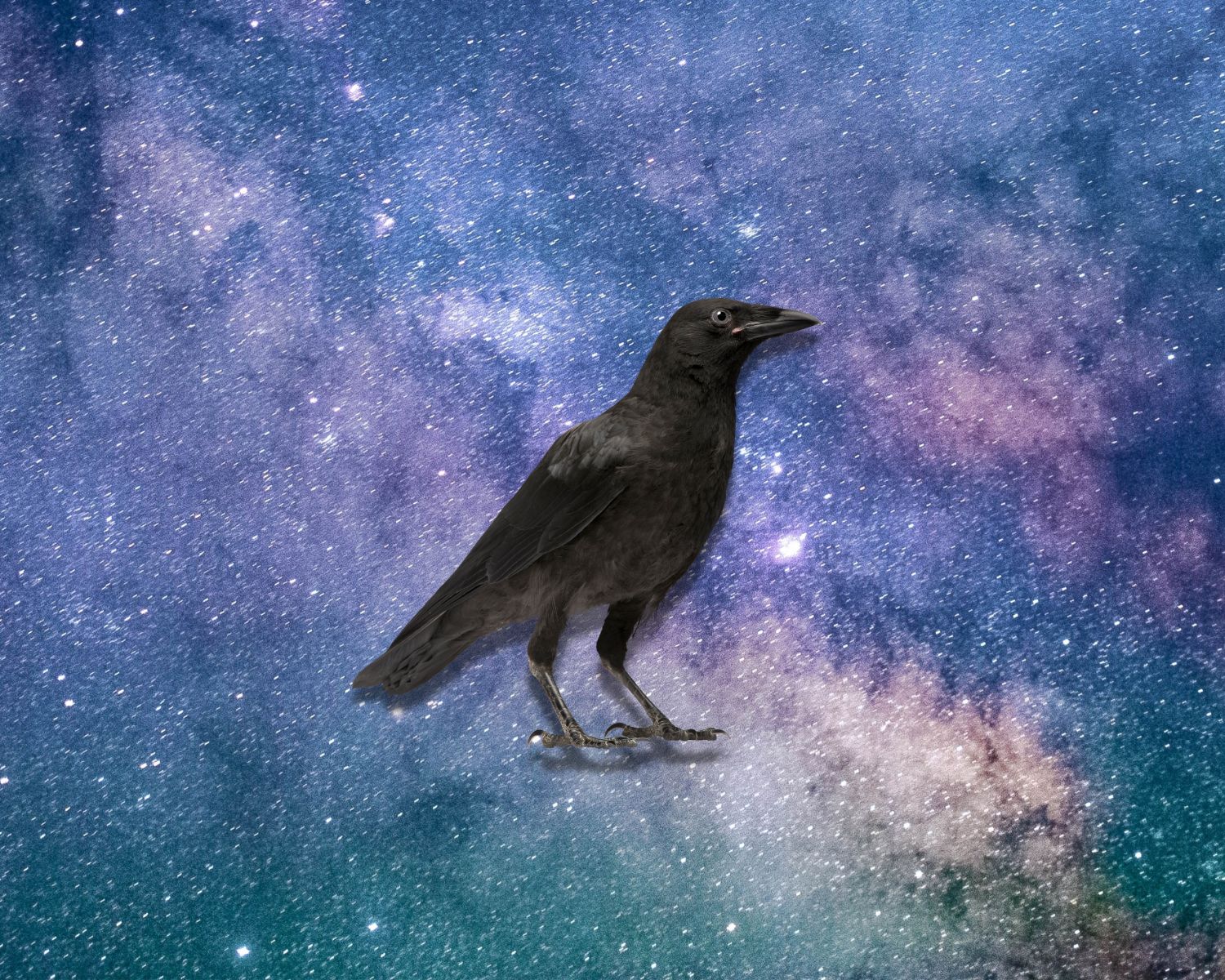 Spirituele betekenis kraai: magie & duisternis - VolleMaanKalender.nl