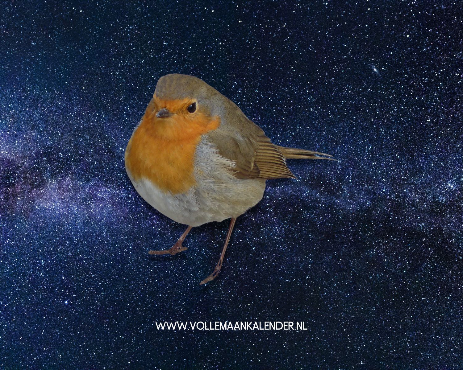 Spirituele betekenis Roodborstje - VolleMaanKalender.nl