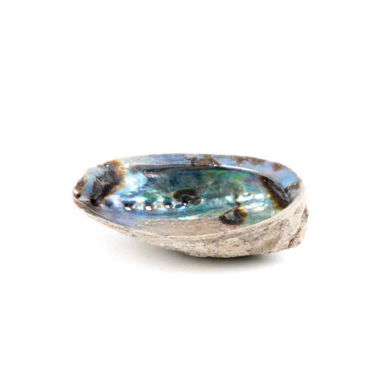 Abalone schelp gebruiken: dit kun je allemaal doen met deze spirituele ...