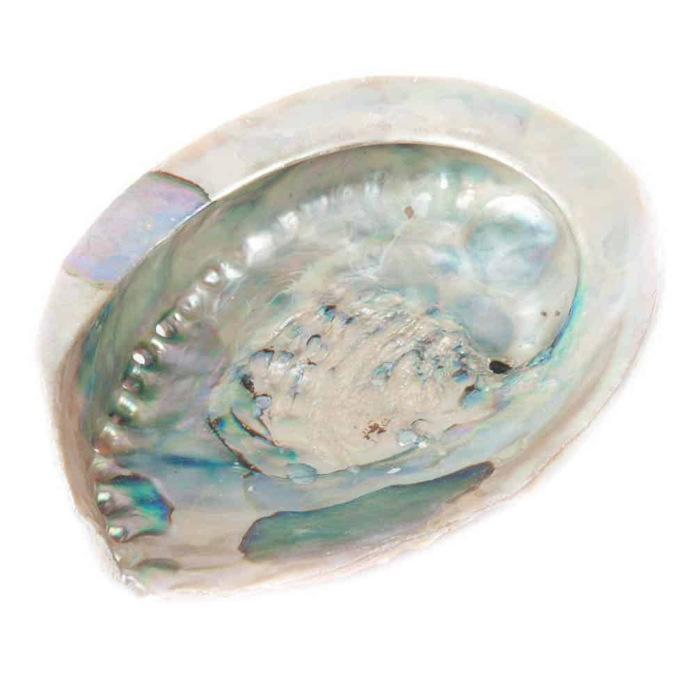 Abalone schelp gebruiken: dit kun je allemaal doen met deze spirituele ...