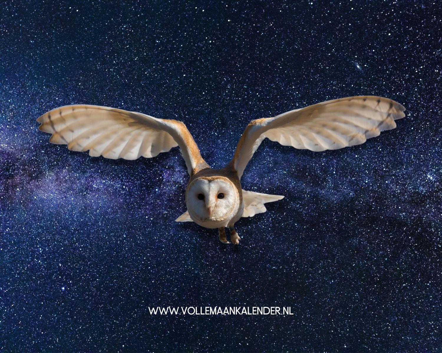 Spirituele betekenis uil - VolleMaanKalender.nl