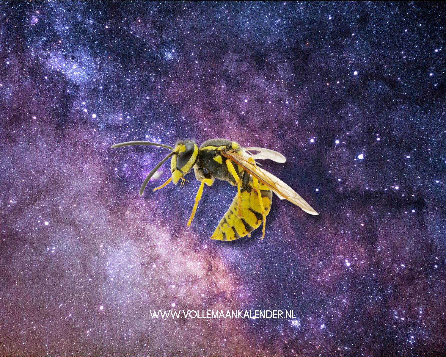 Spirituele betekenis wesp - VolleMaanKalender.nl