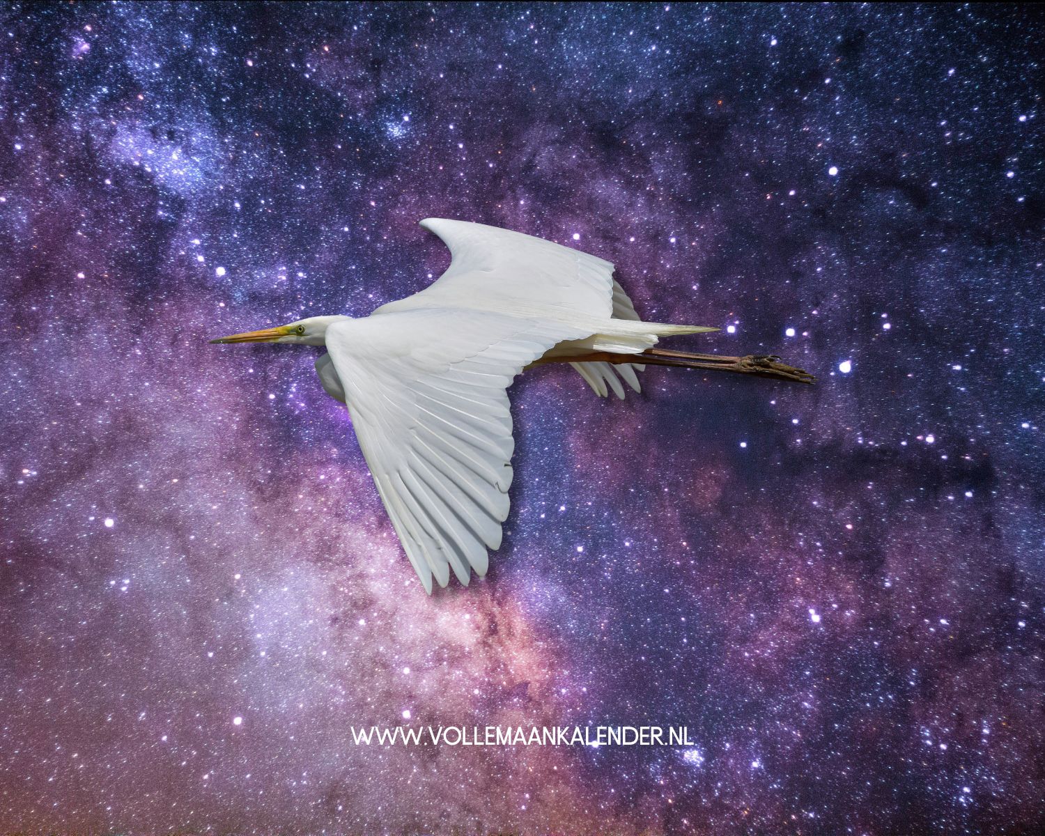 Spirituele betekenis witte reiger - VolleMaanKalender.nl